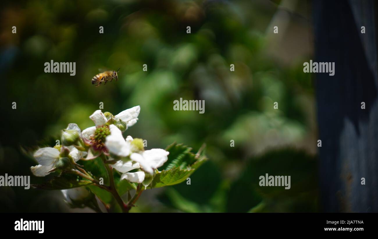 Close up raw hop flowers hi-res stock photography and images - Alamy
