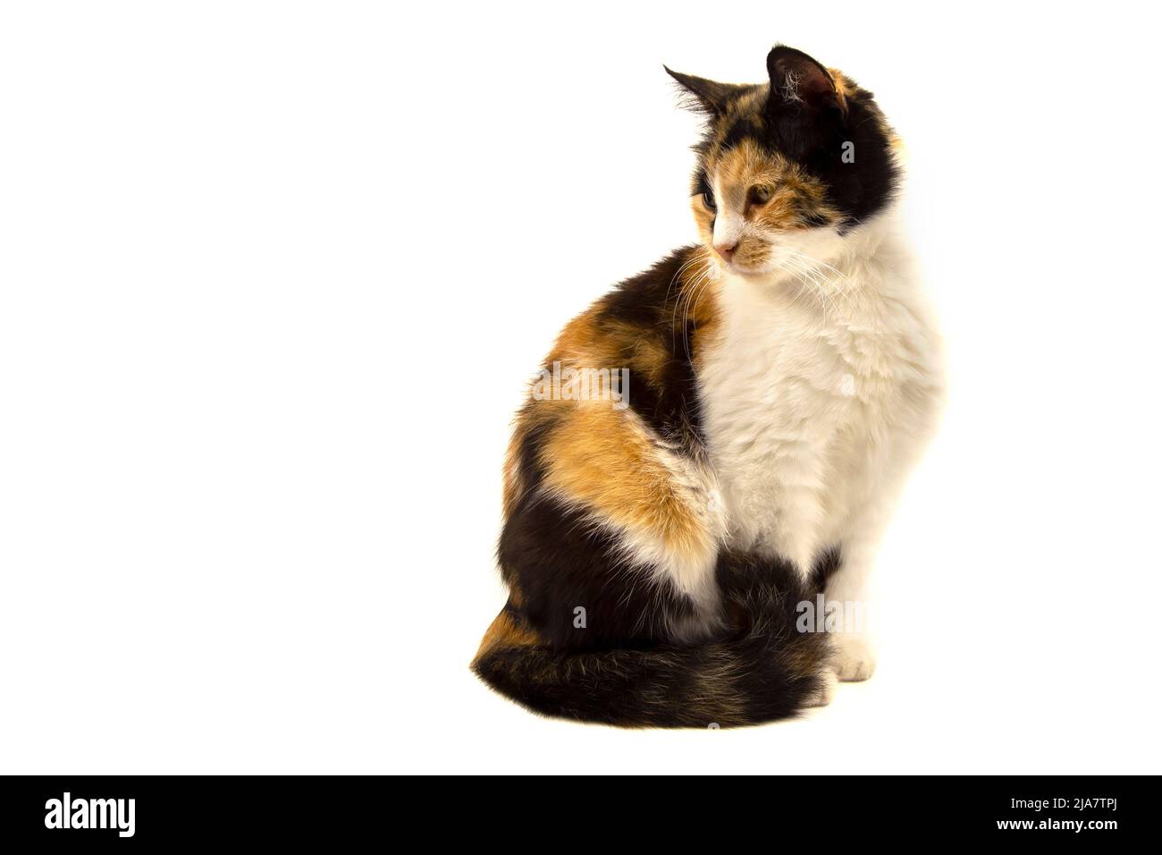 three colored cat isolated on a white background with space for text ...