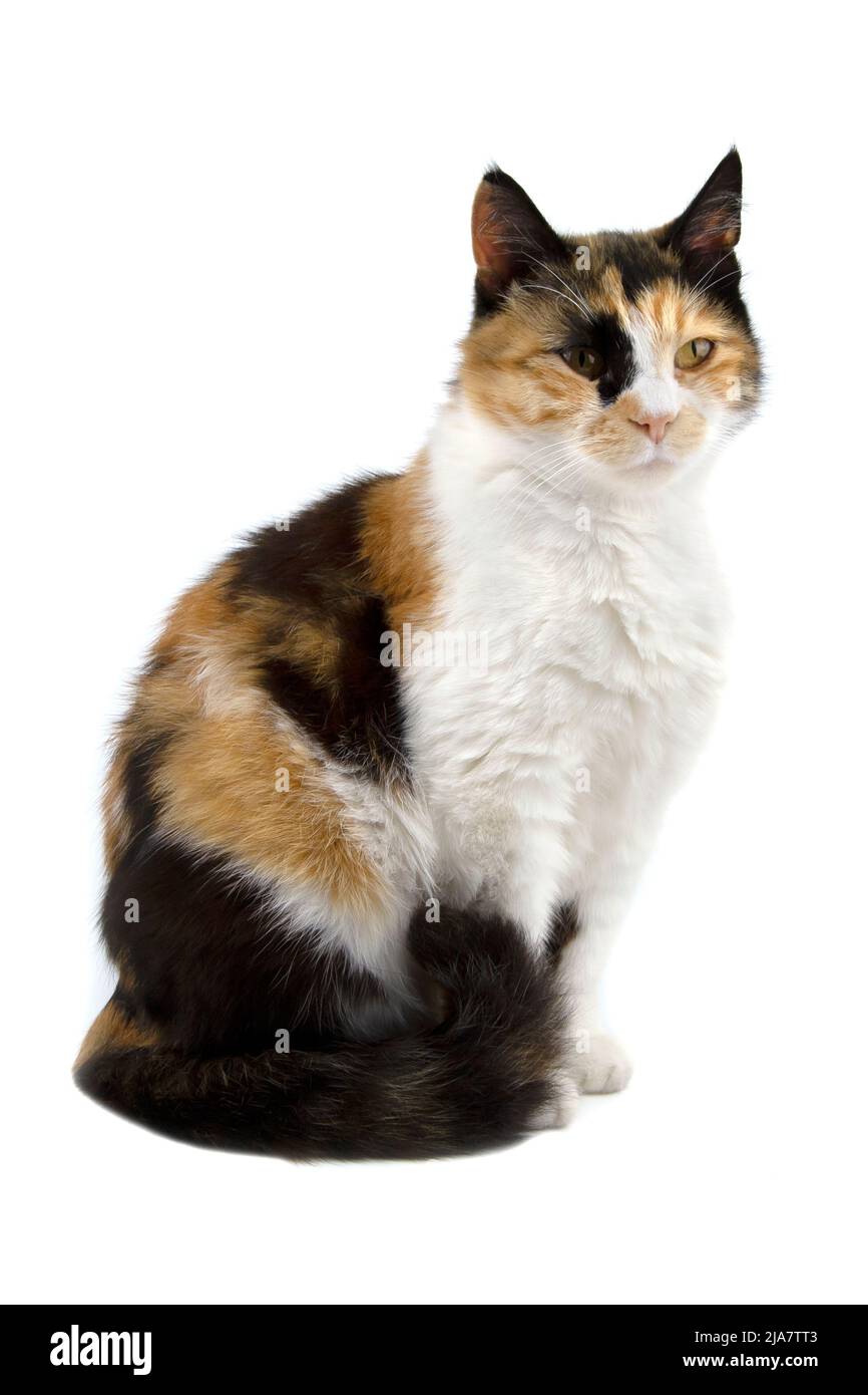 Turtle three color young cat isolated on a white background Stock Photo ...