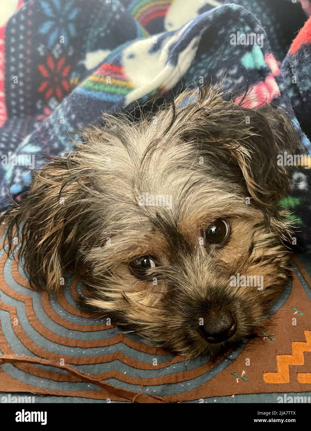 Yorkshire Terrier ,often shortened as Yorkie, is one of the smallest ...