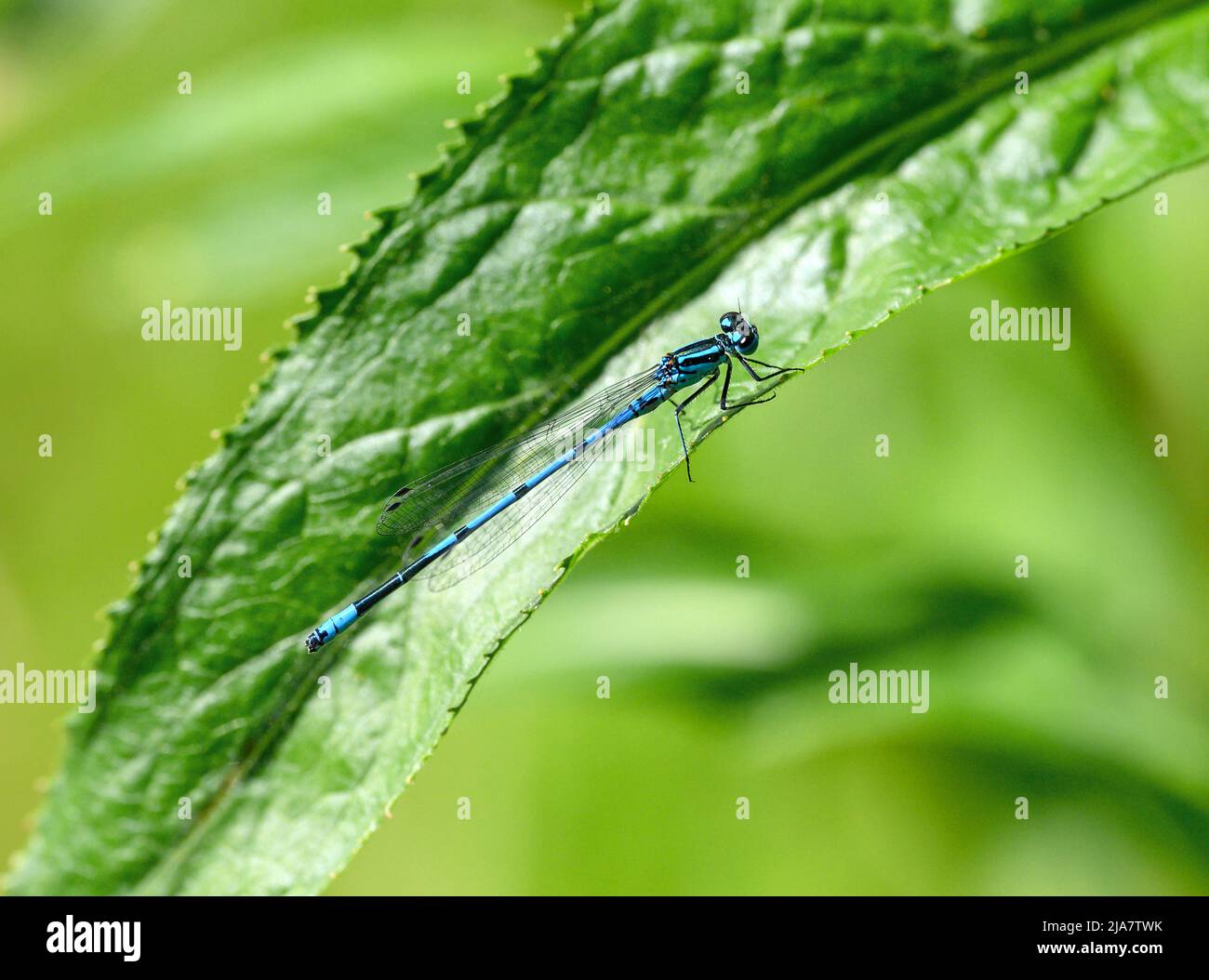 A male azure damselfly (Coenagrion puella) sitting on a green leaf ...