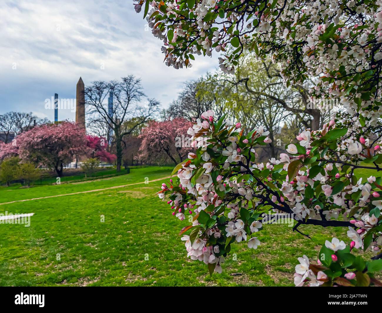 Spring in Central Park, New York City Stock Photo - Alamy