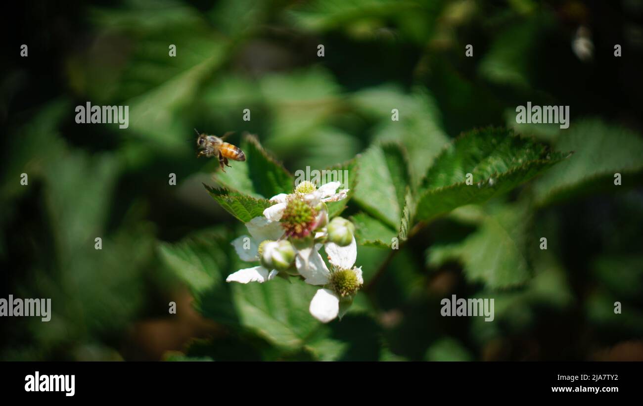 Raspberry bee hi-res stock photography and images - Alamy