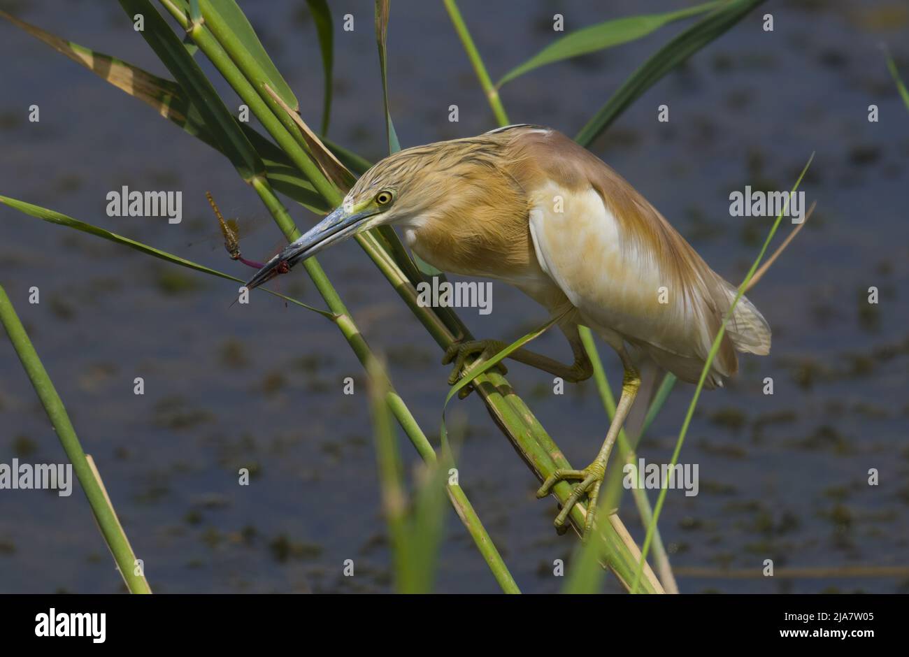 The squacco heron (Ardeola ralloides) with insect on beak Stock Photo ...