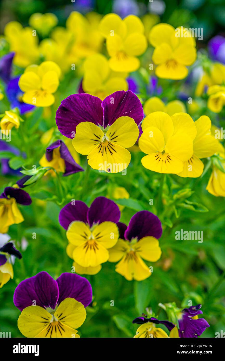 garden pansy ,Viola is a type of large-flowered hybrid plant cultivated ...