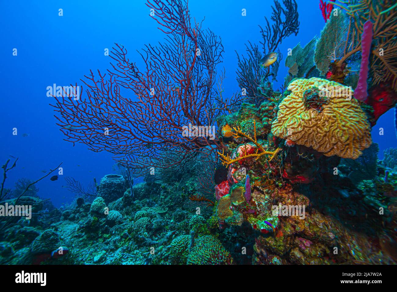 Caribbean coral reef off the coast of the island of Roatan Stock Photo ...