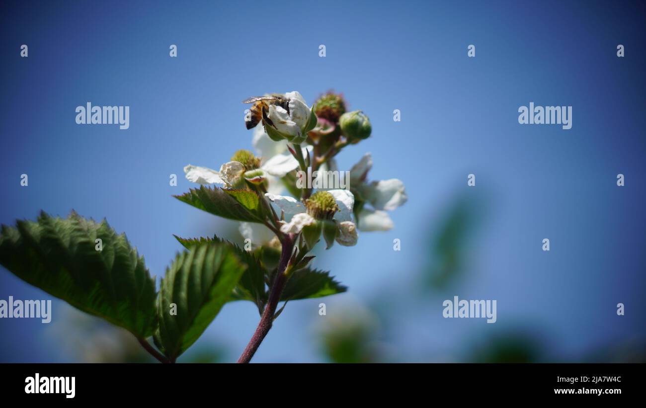 Raspberry plant bloom bee hi-res stock photography and images - Alamy