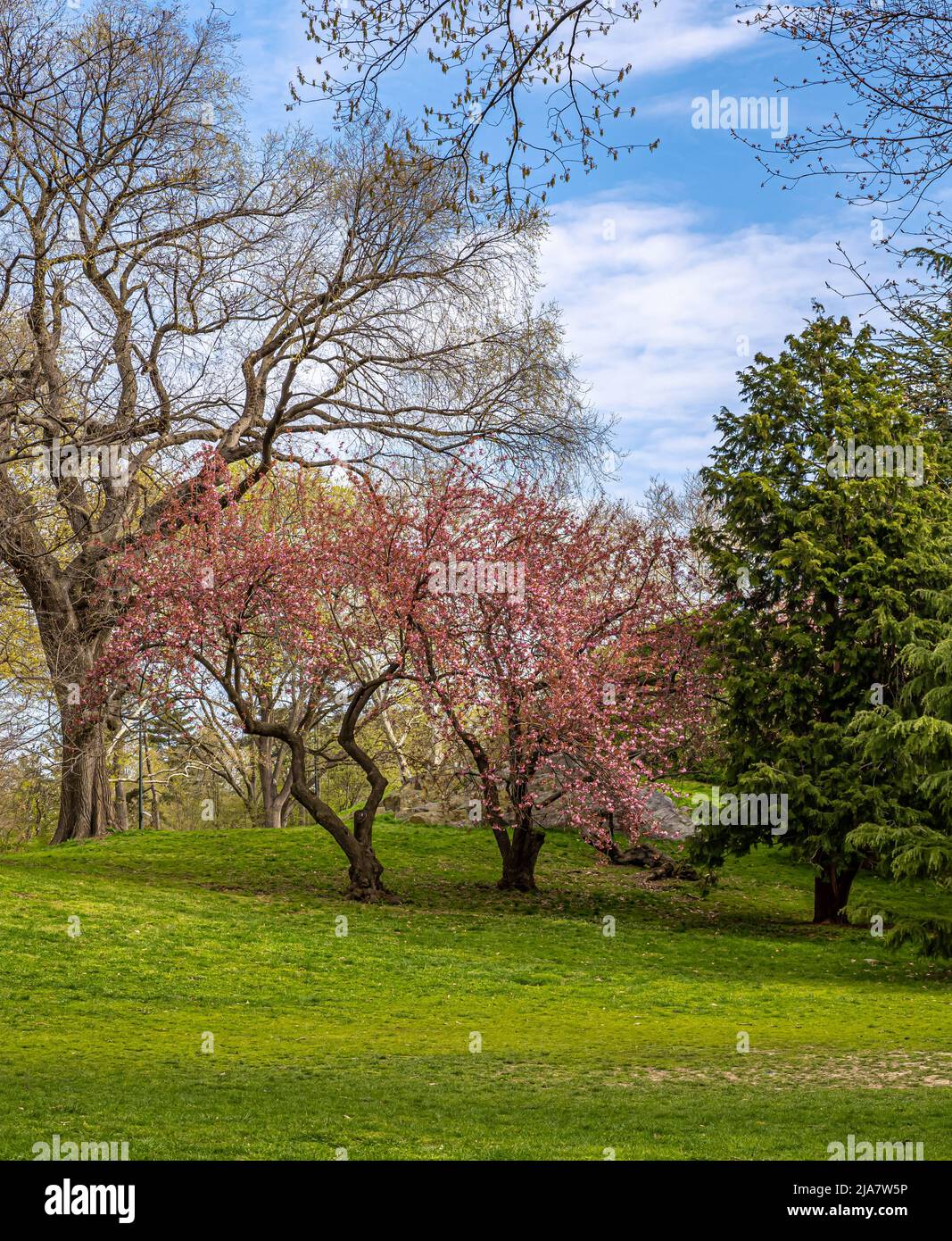 Spring in Central Park, New York City Stock Photo - Alamy