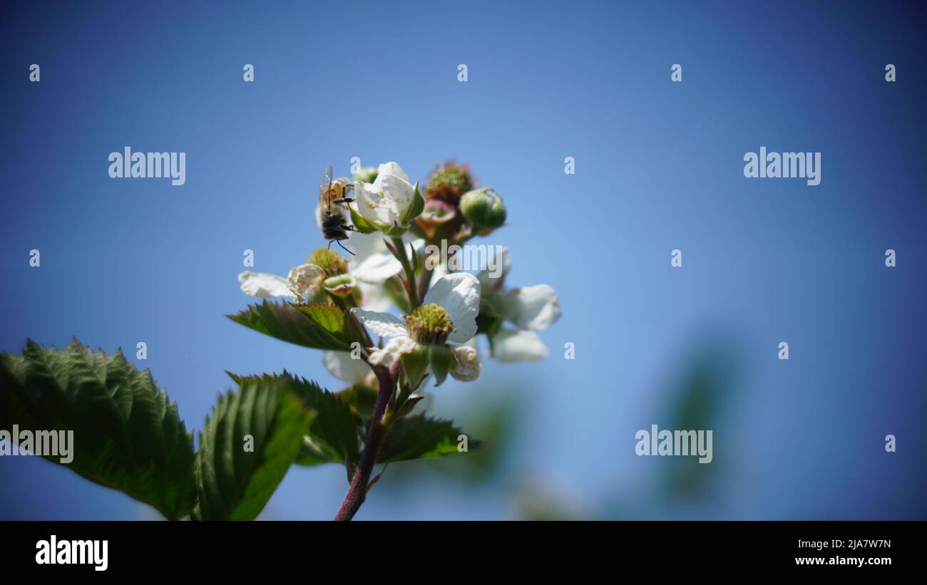 Raspberry plant bloom bee hi-res stock photography and images - Alamy