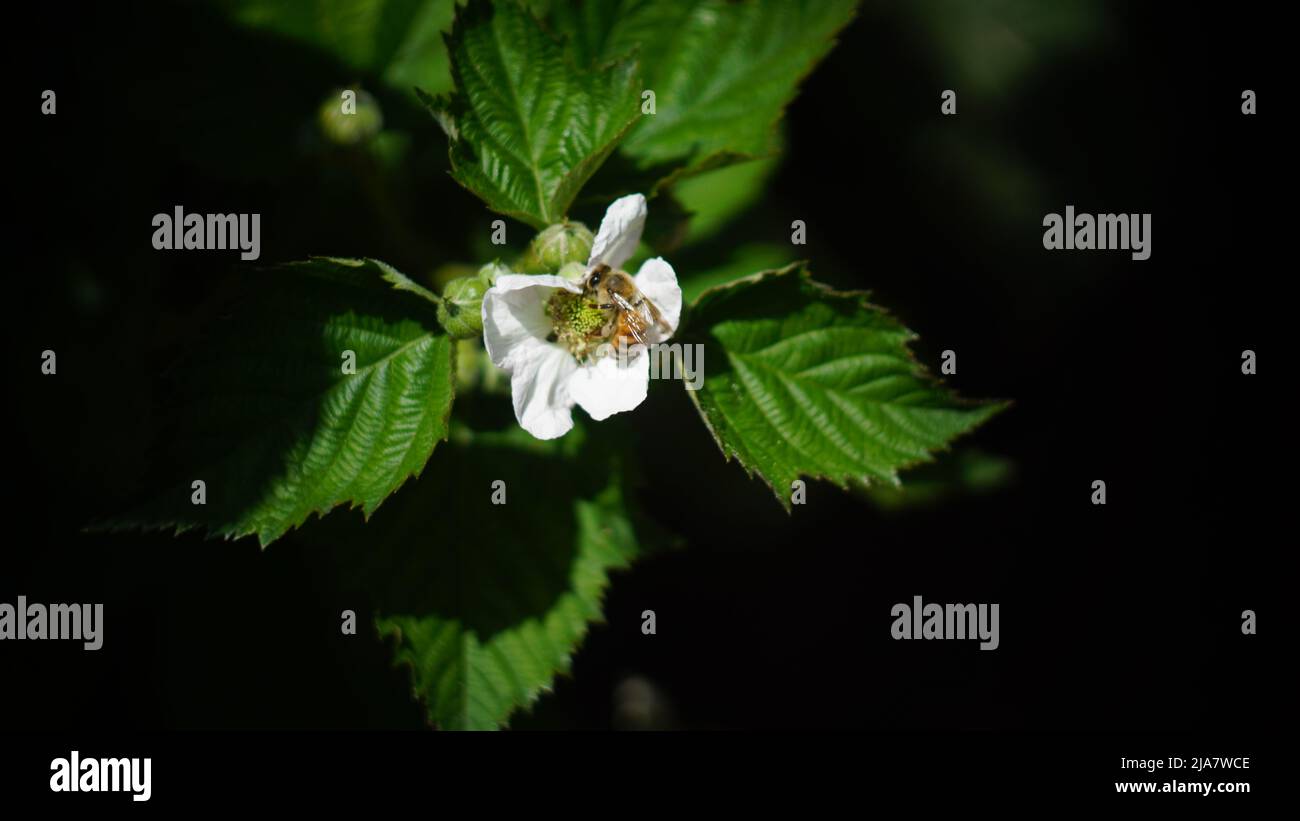 Raspberry bee hi-res stock photography and images - Alamy