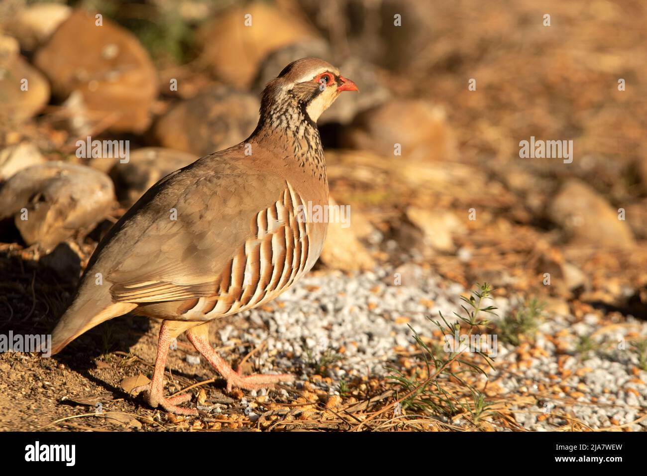 Flying red legged partridge hi-res stock photography and images - Alamy