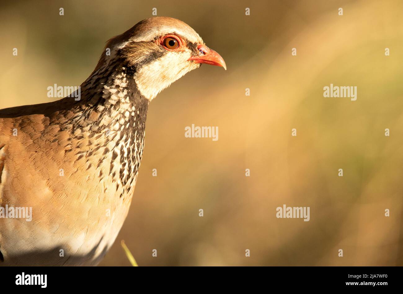 Red-legged partridge male with the last light of the afternoon of a ...