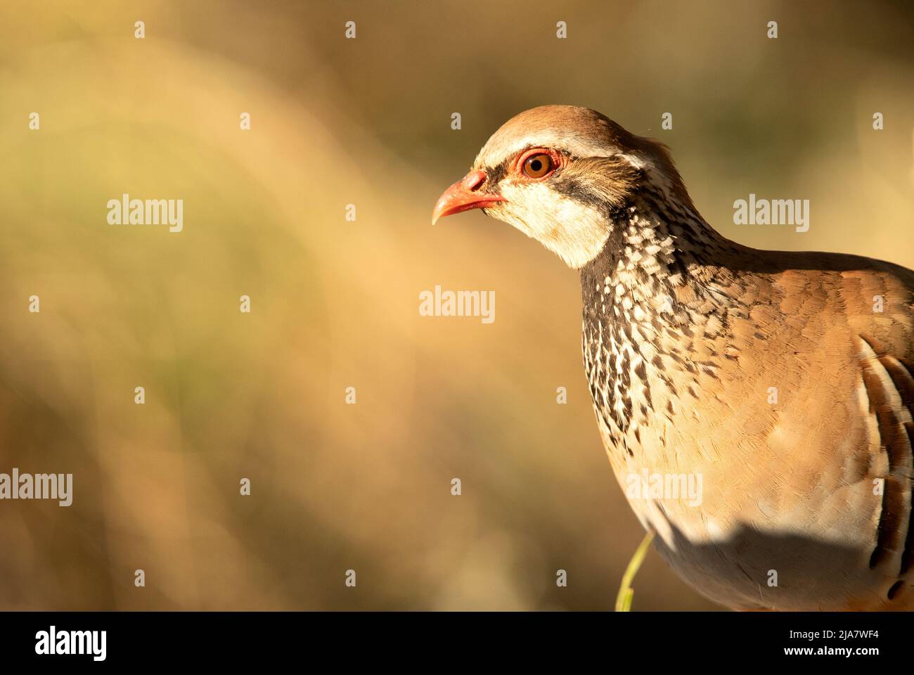 Flying red legged partridge hi-res stock photography and images - Alamy
