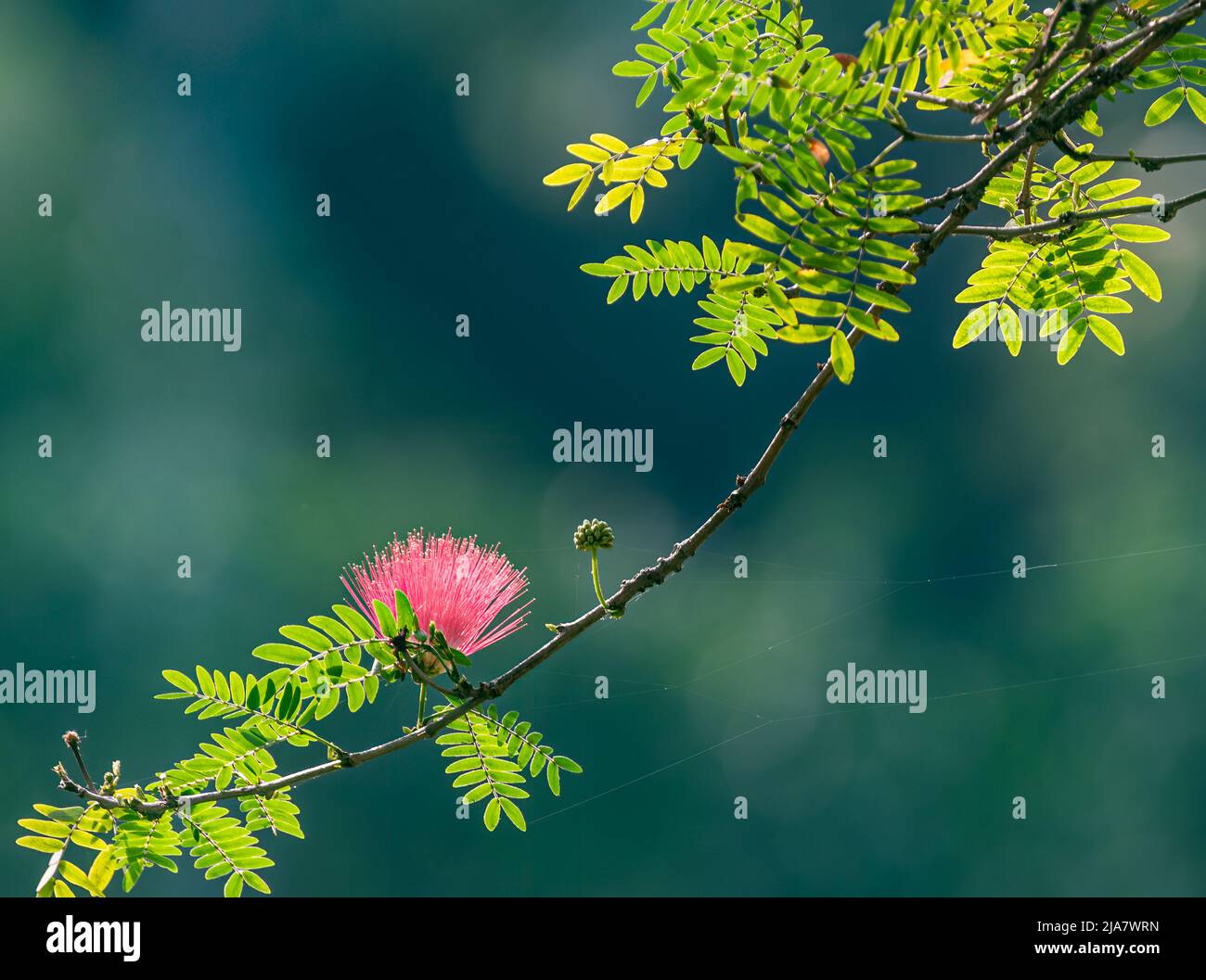 Calliandra haematocephala flower hi-res stock photography and images ...