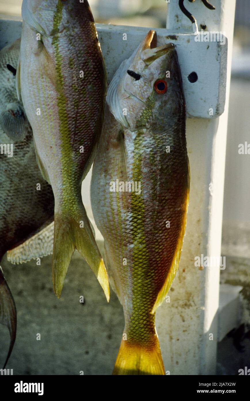 Yellow Tails for sale in Key West, Florida, the southernmost point of ...