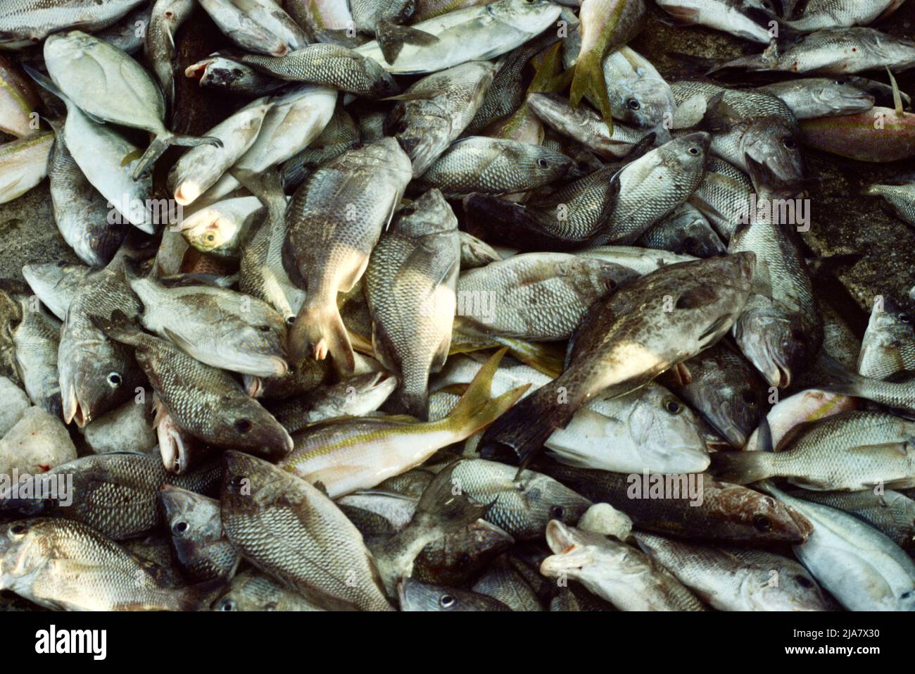 Catch of the day at fish market in Key West, Florida, the southernmost ...