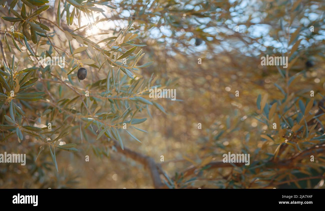olive grove, branch detail. Raw ripe fresh olives growing in ...