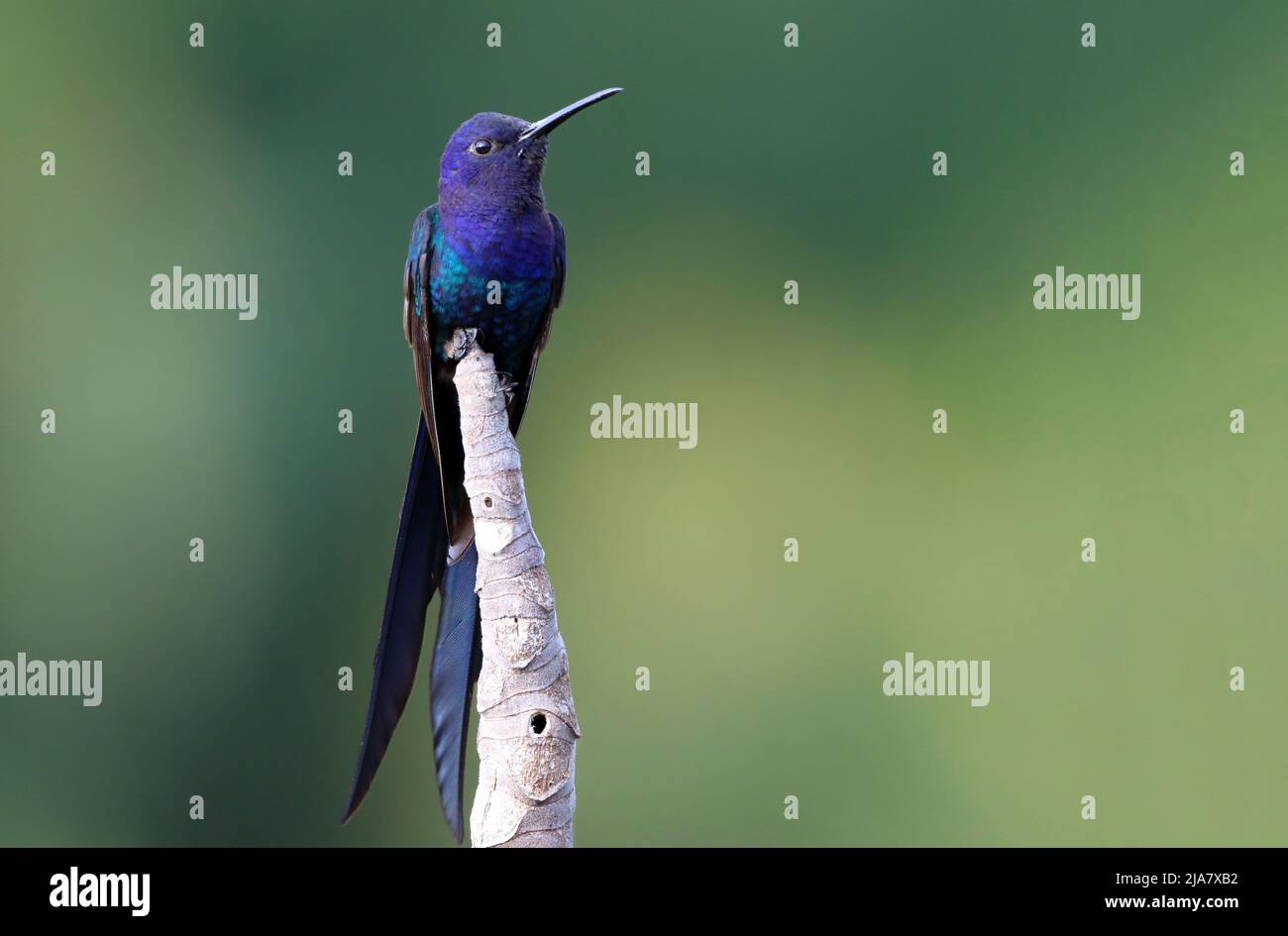 Swallow tailed hummingbird hi-res stock photography and images - Alamy