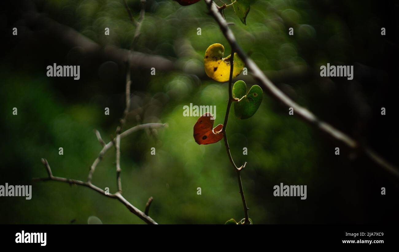 Forest creeper with beautiful leaves Stock Photo - Alamy