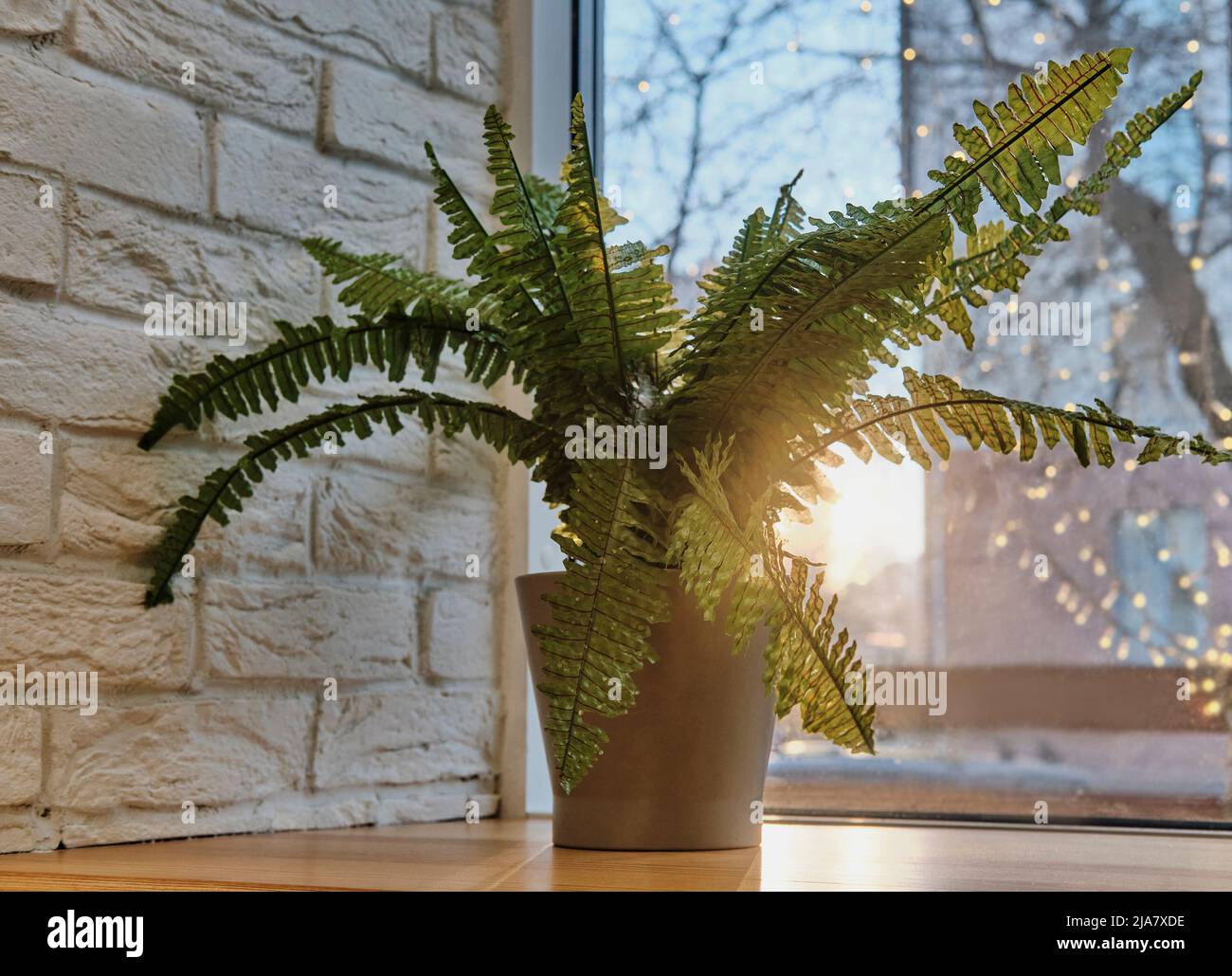 Home plant fern on windowsill against background of street, blurry ...