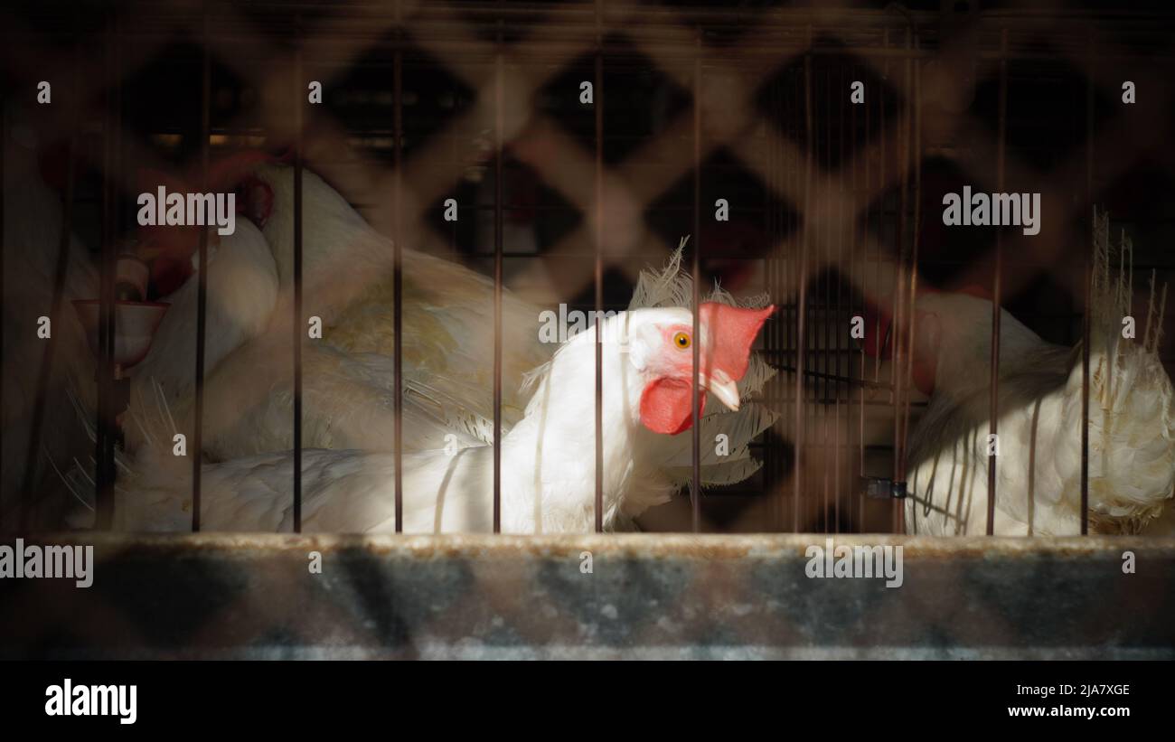 Family chicken coop standing hi-res stock photography and images - Alamy
