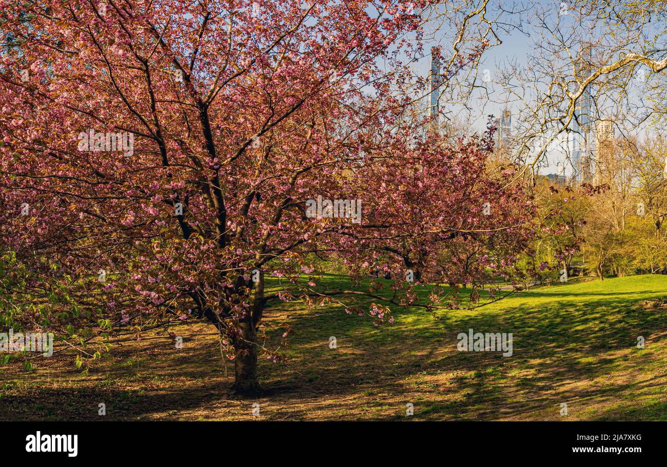 Spring in Central Park, New York City Stock Photo - Alamy