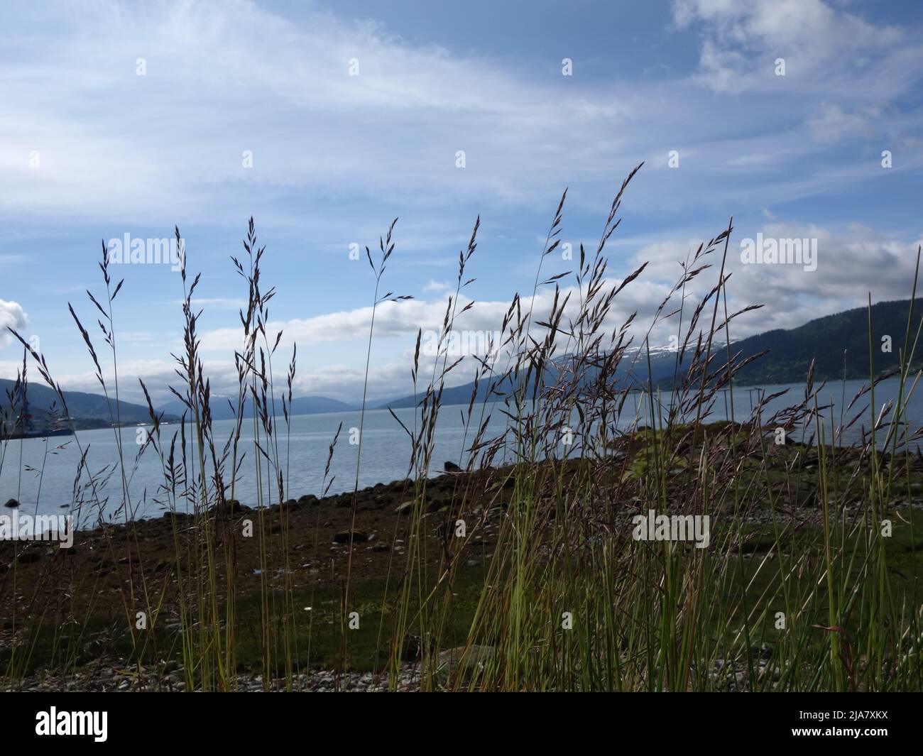 Through the reed you can see the Ranfjord, from the outermost part of ...