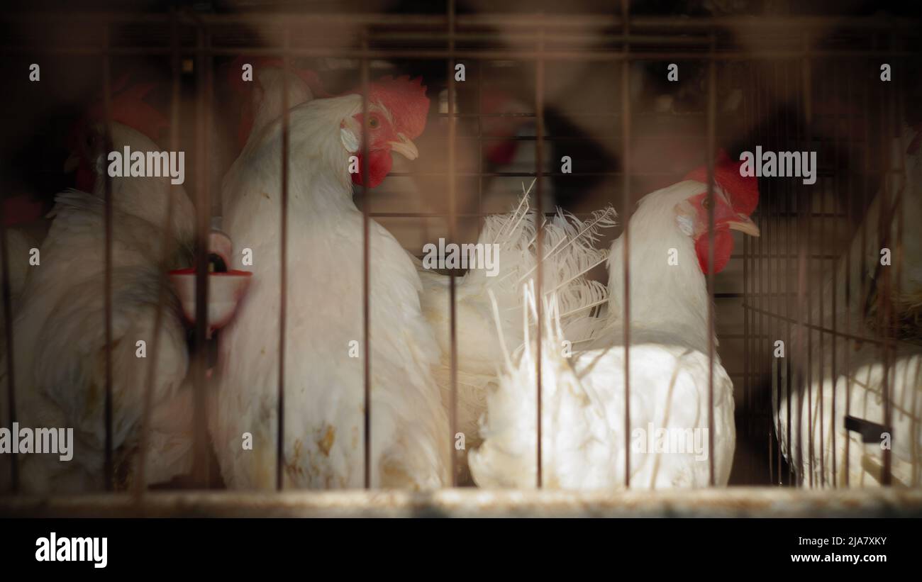 Laying hen rooster chicken family hi-res stock photography and images ...