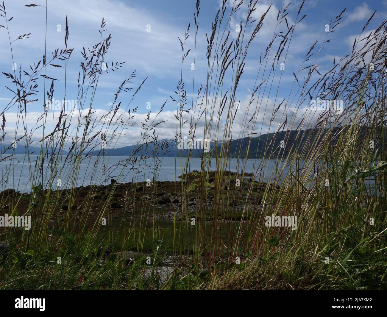 Through the reed you can see the Ranfjord, from the outermost part of ...