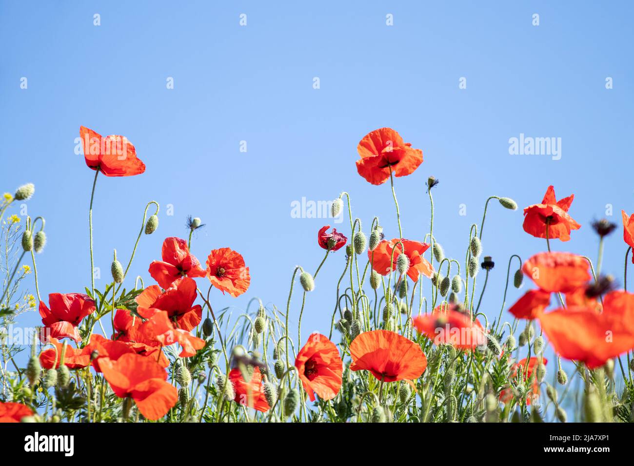 Field with red poppy flowers in Ukraine, nature, wild wildflowers in ...