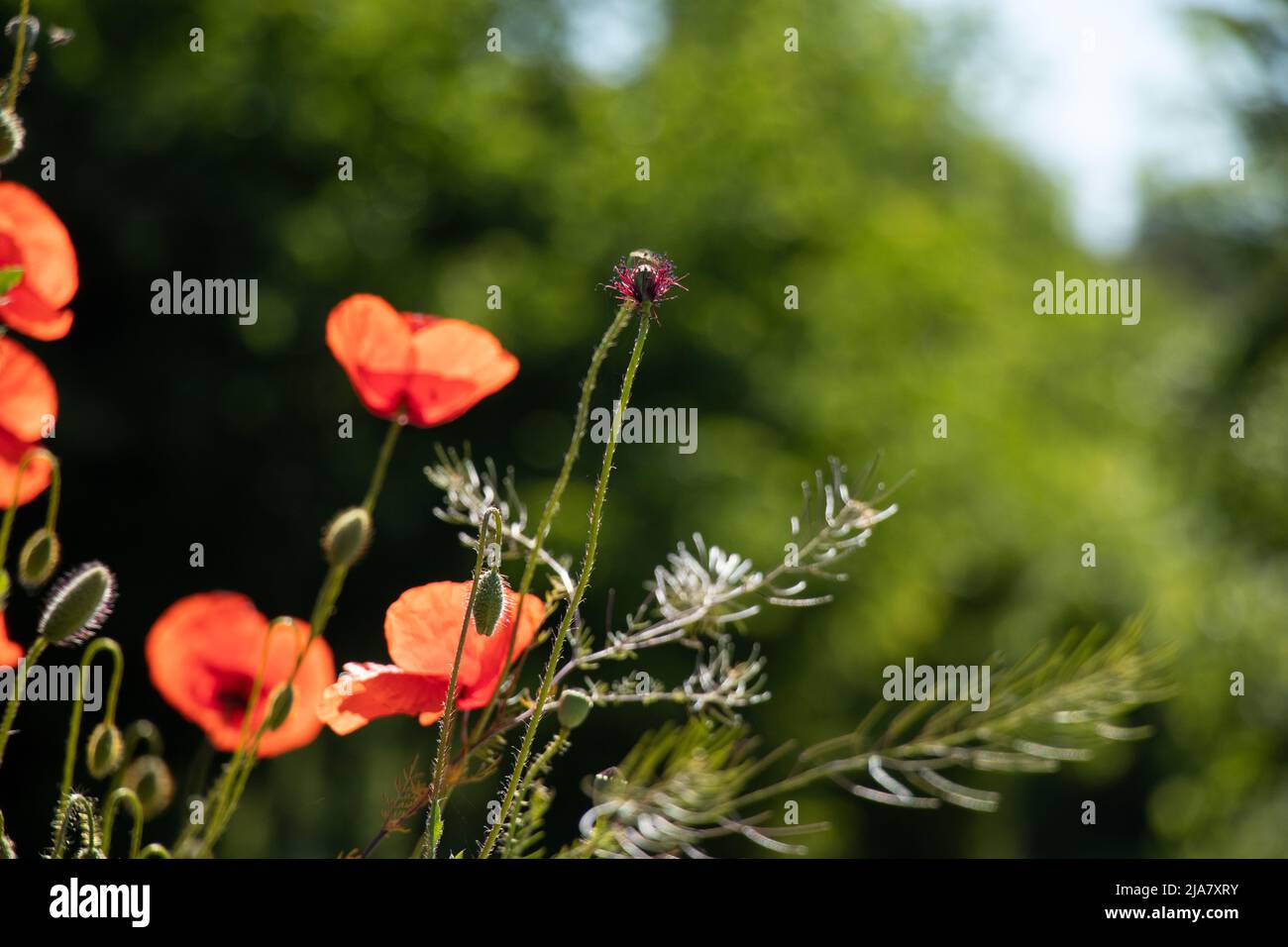 Field with red poppy flowers in Ukraine, nature, wild wildflowers in ...