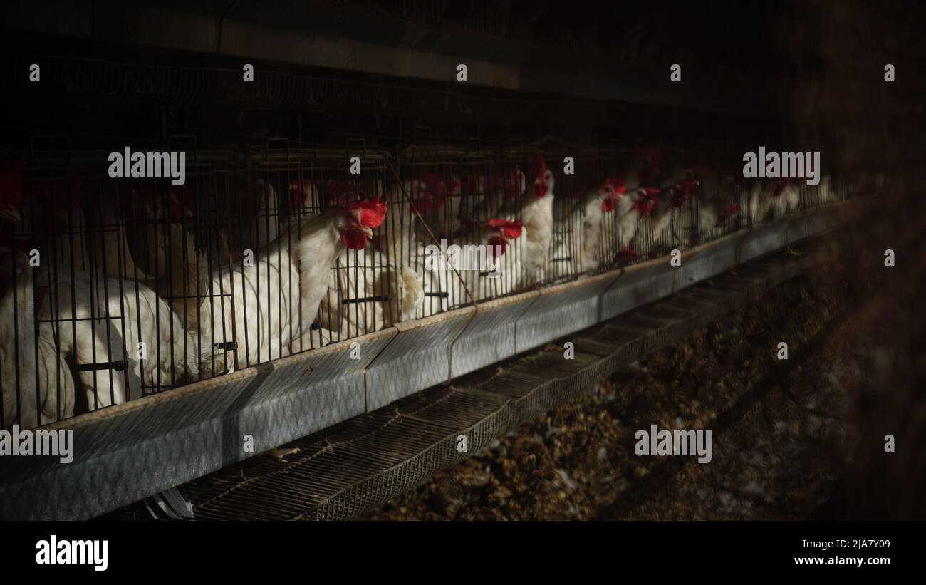 Family chicken coop standing hi-res stock photography and images - Alamy