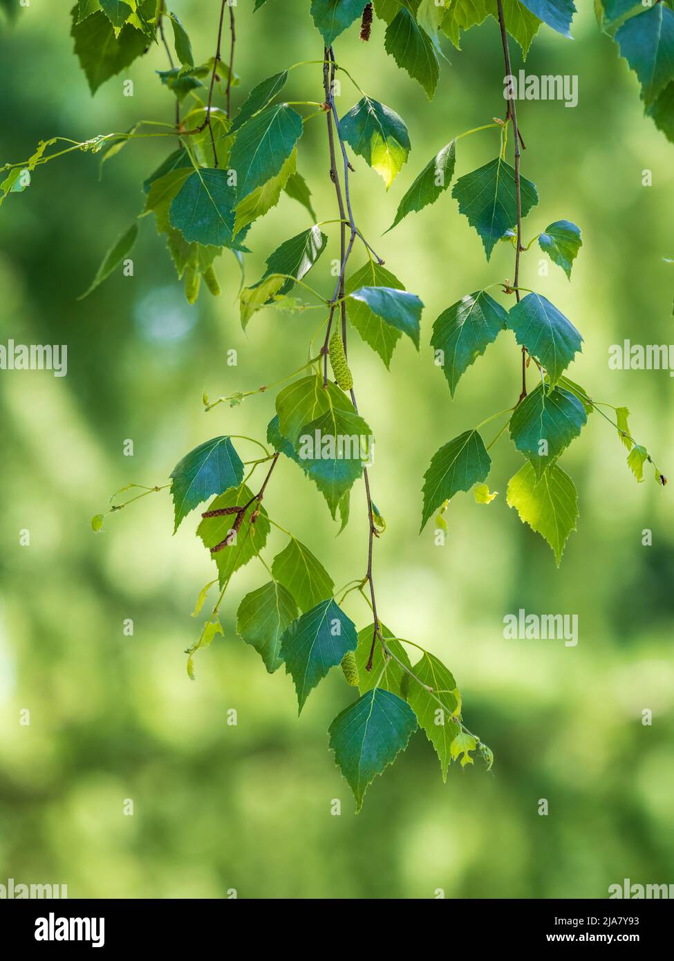 Birch Tree Leaves On Branch