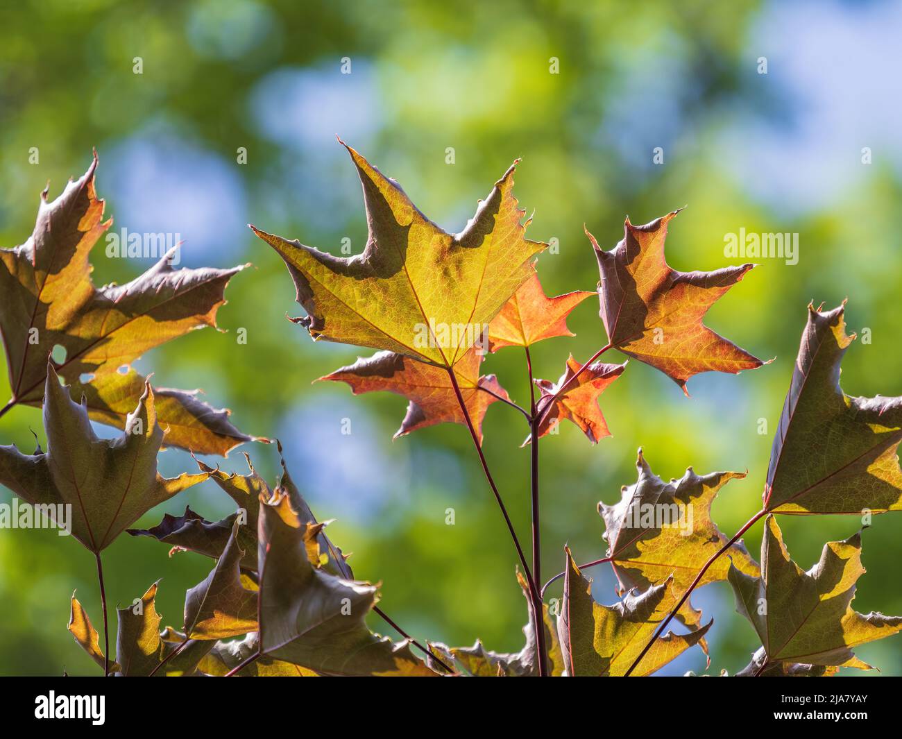 Tree branch with dark red leaves, Acer platanoides, the Norway maple ...