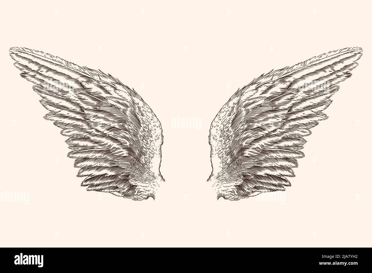 Two spread wings of an angel made of feathers isolated on a beige ...