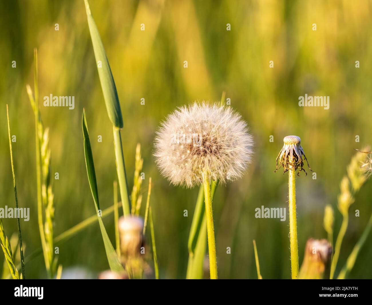 Blowball of Taraxacum plant on long stem. Blowing dandelion clock of ...