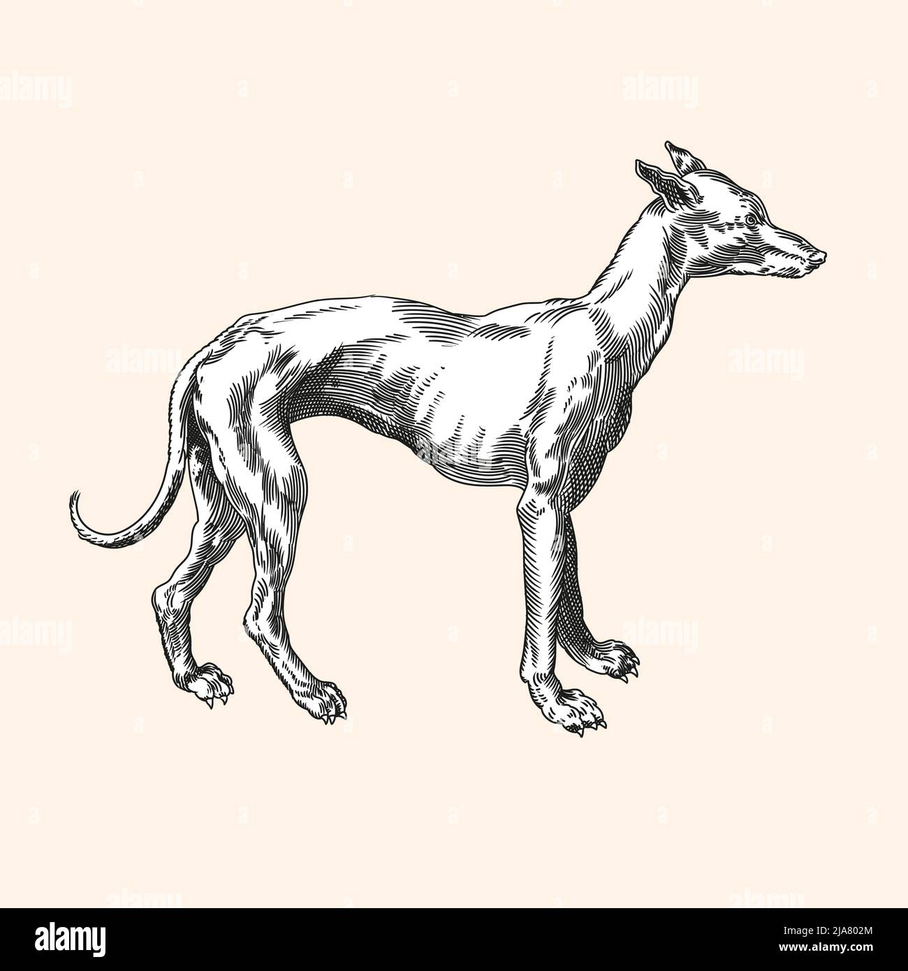 Hound breed dog. Vector image of a medieval engraving on a beige ...