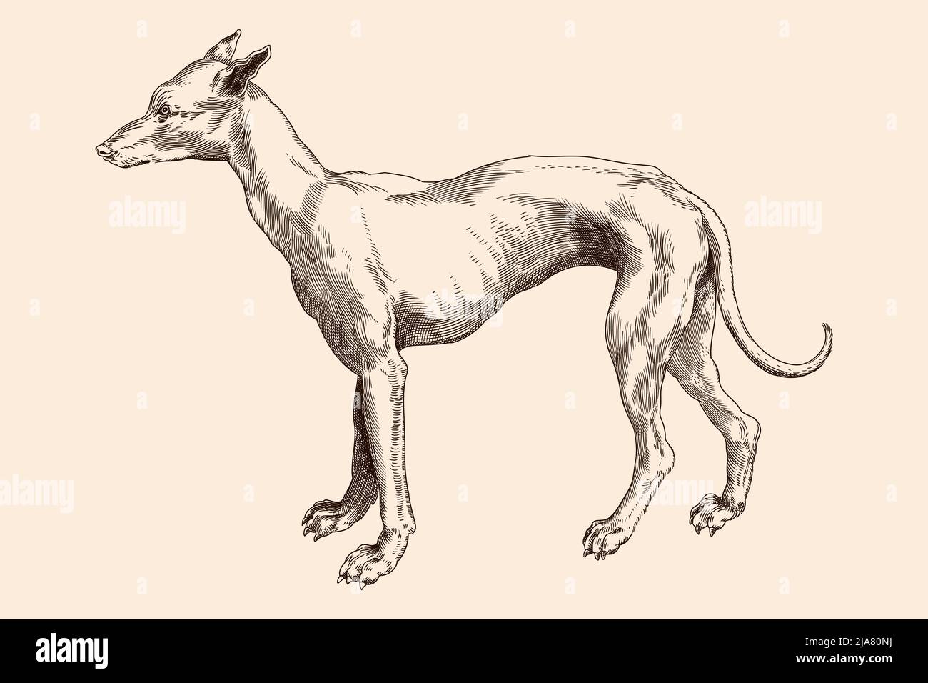 Hound breed dog. Vector image of a medieval engraving on a beige ...