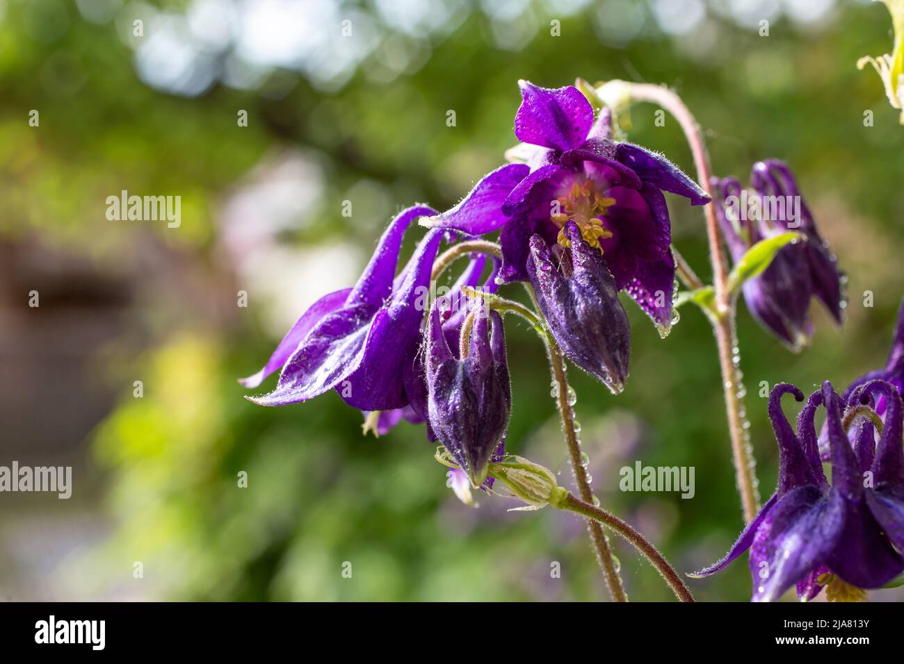 aquilegia vulgaris flower , shallow depth of field close up Stock Photo ...