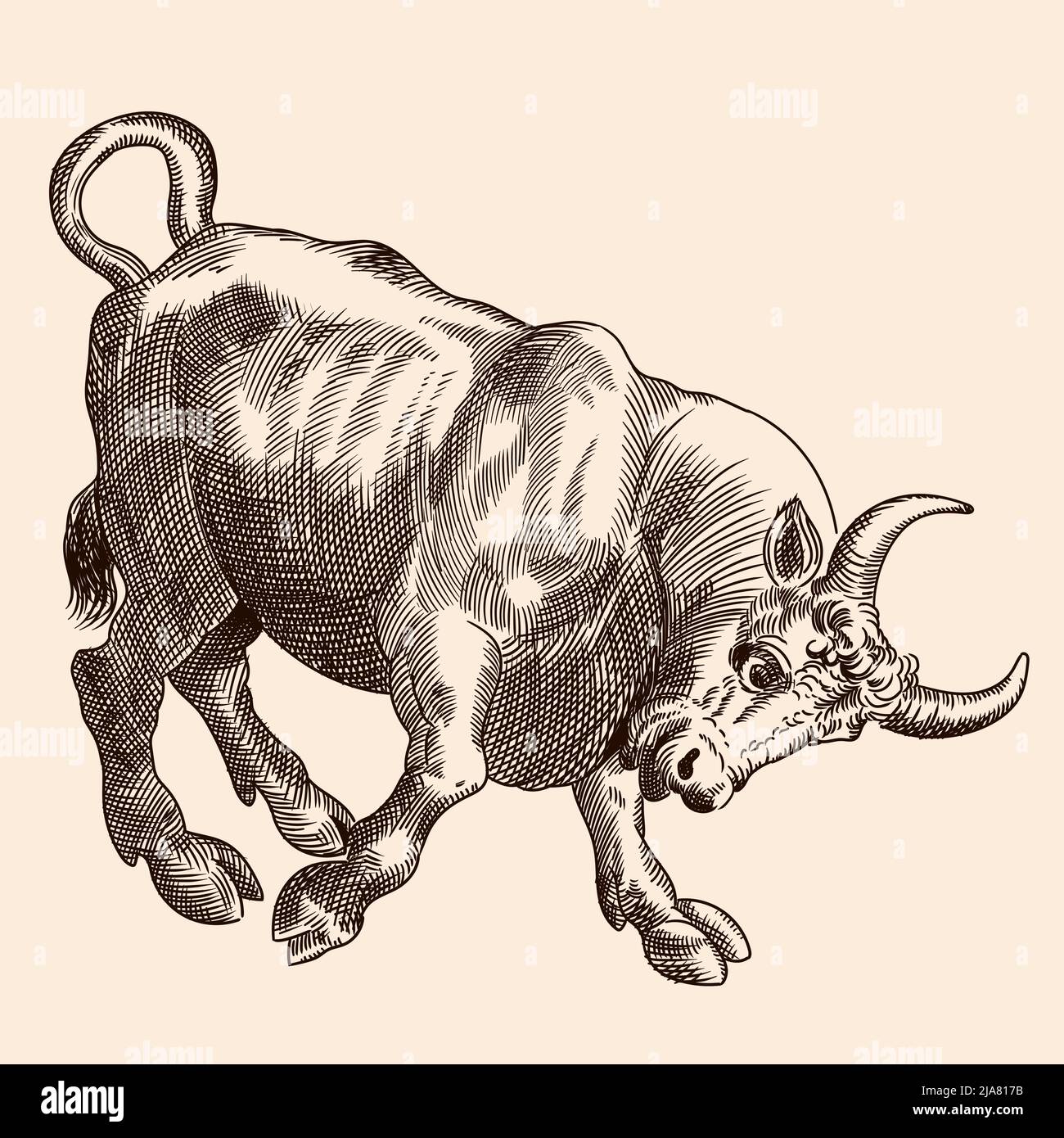 A furious bull stands in a pose with its horns thrust forward. Vector ...