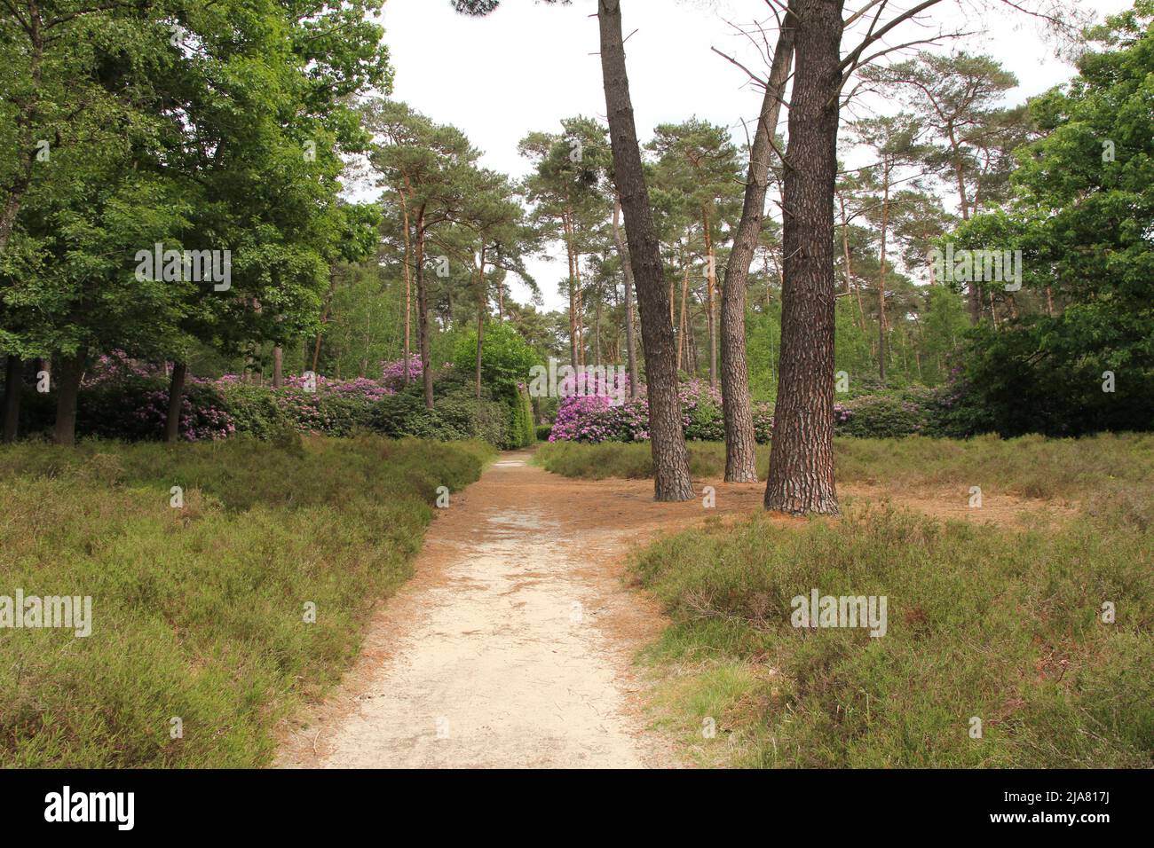 a sand path in a forest with pines and trees and beautiful purple ...