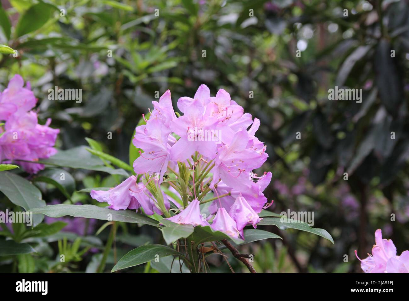 a beautiful light pink flowers of a rhododendron azalea closeup and ...