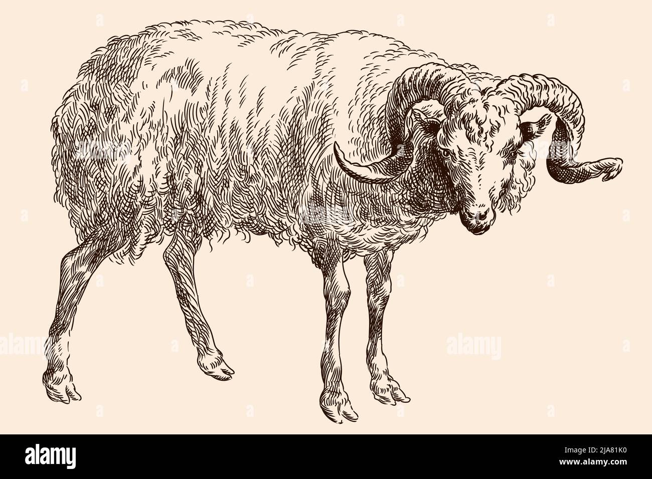 The mountain ram with large spiral horns. Vector image of a medieval ...