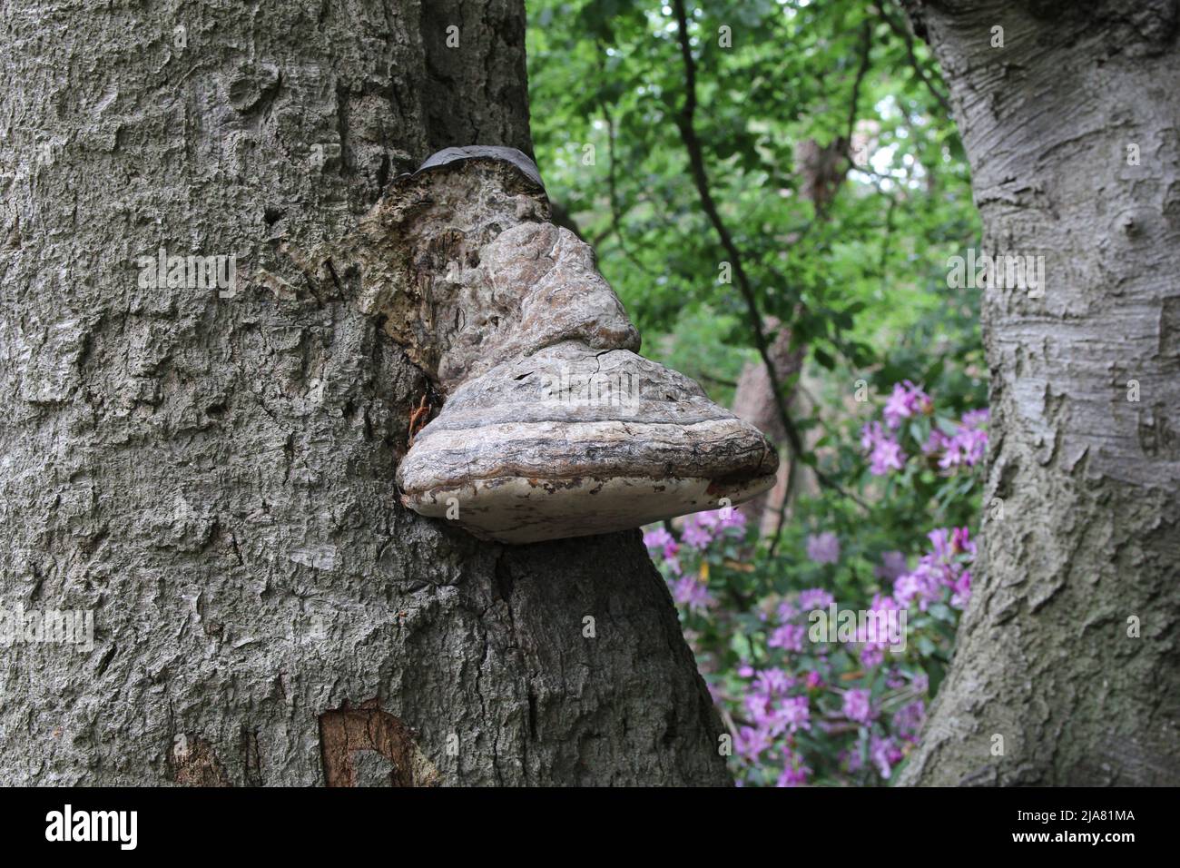 a big birch polypore at a tree runk of an old beech in a big forest ...