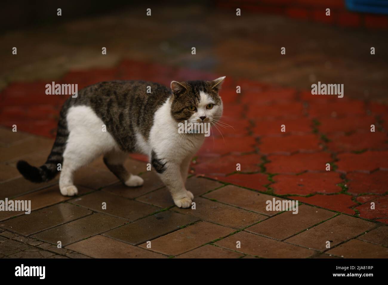 Funny tabby cat step hi-res stock photography and images - Alamy