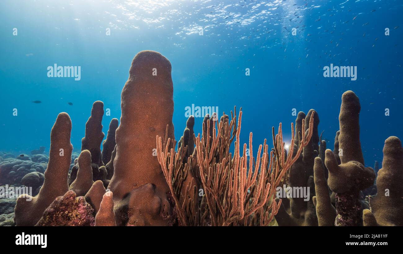 Seascape with various fish, Pillar Coral, and sponge in the coral reef ...