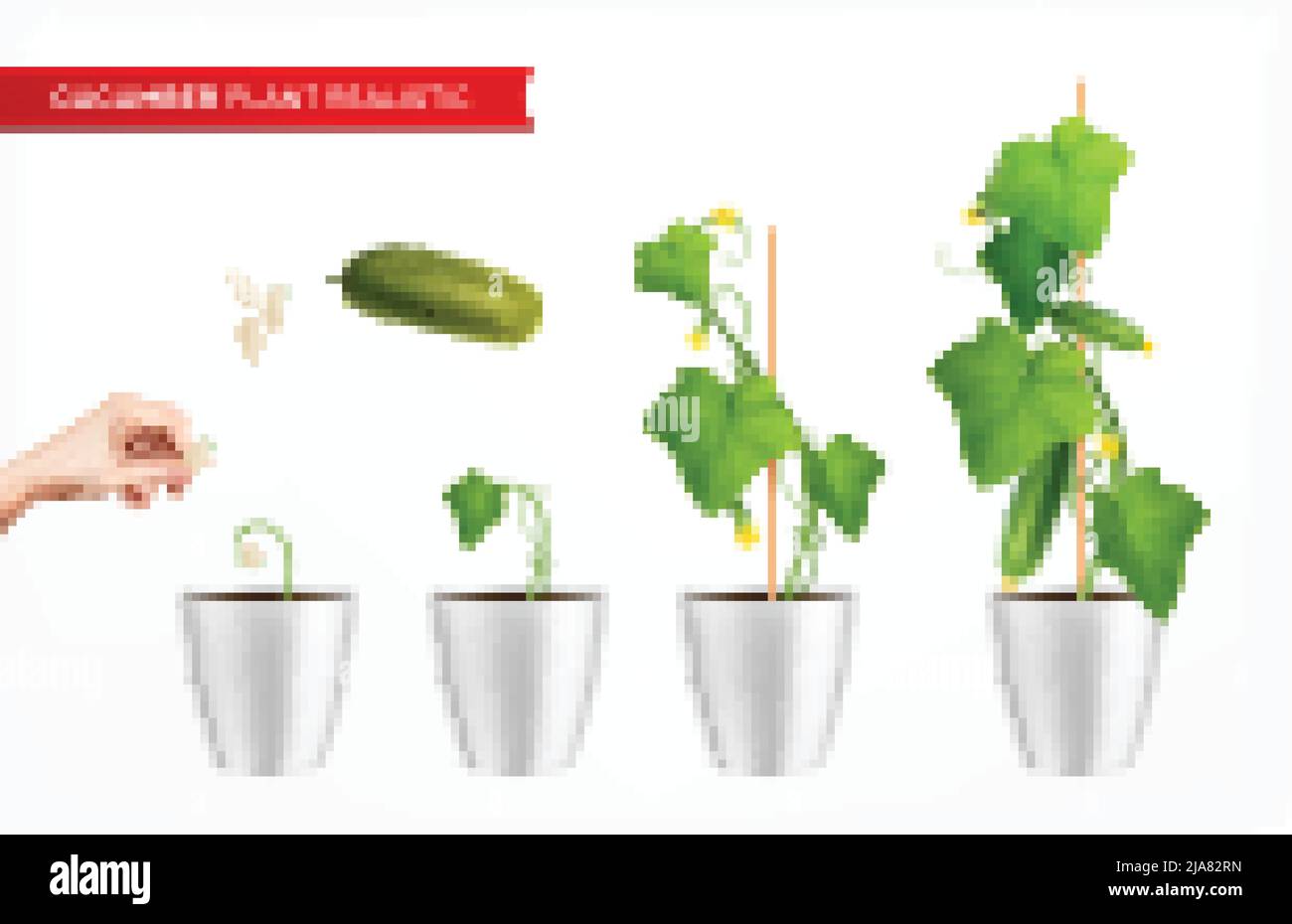 Cucumber Growing Stages