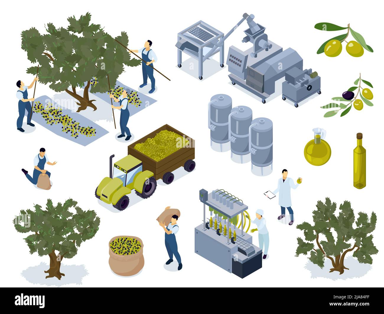 Isometric olive oil production set of isolated tree icons with olives ...