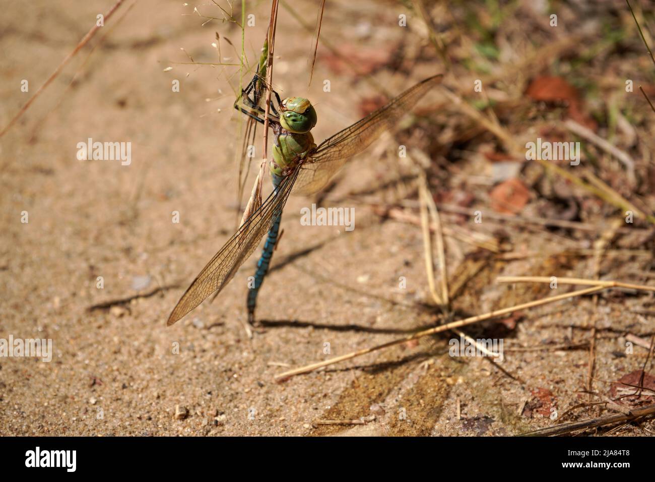 African dragonfly hi-res stock photography and images - Alamy