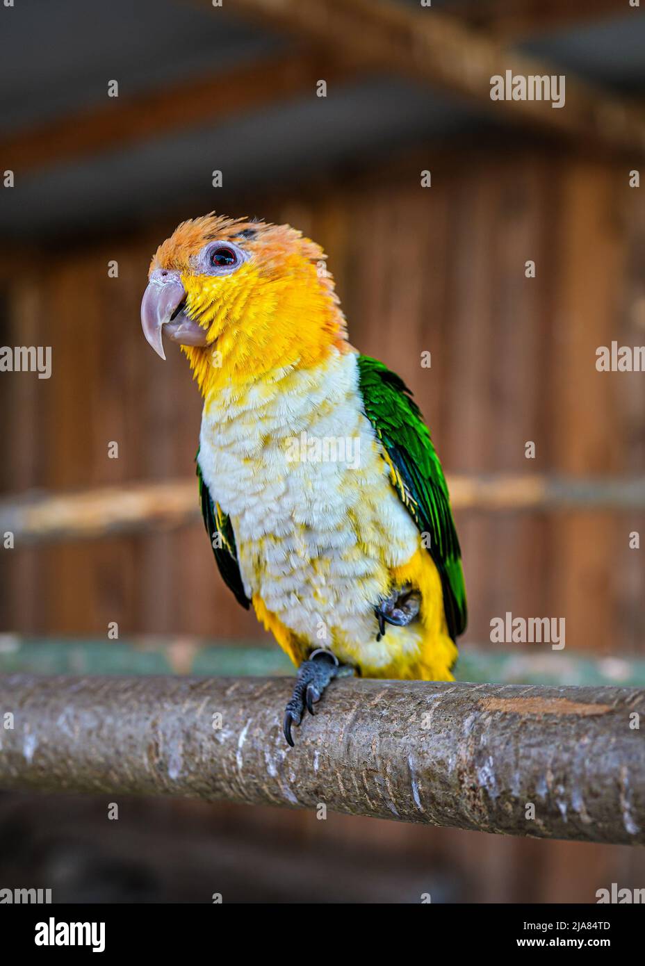Yellow and green caique parrot bird sitting on wooden branch, closeup ...